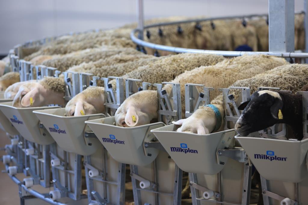 Περιστρoφικό Αρμεκτήριο Αιγοπροβάτων | Milkplan