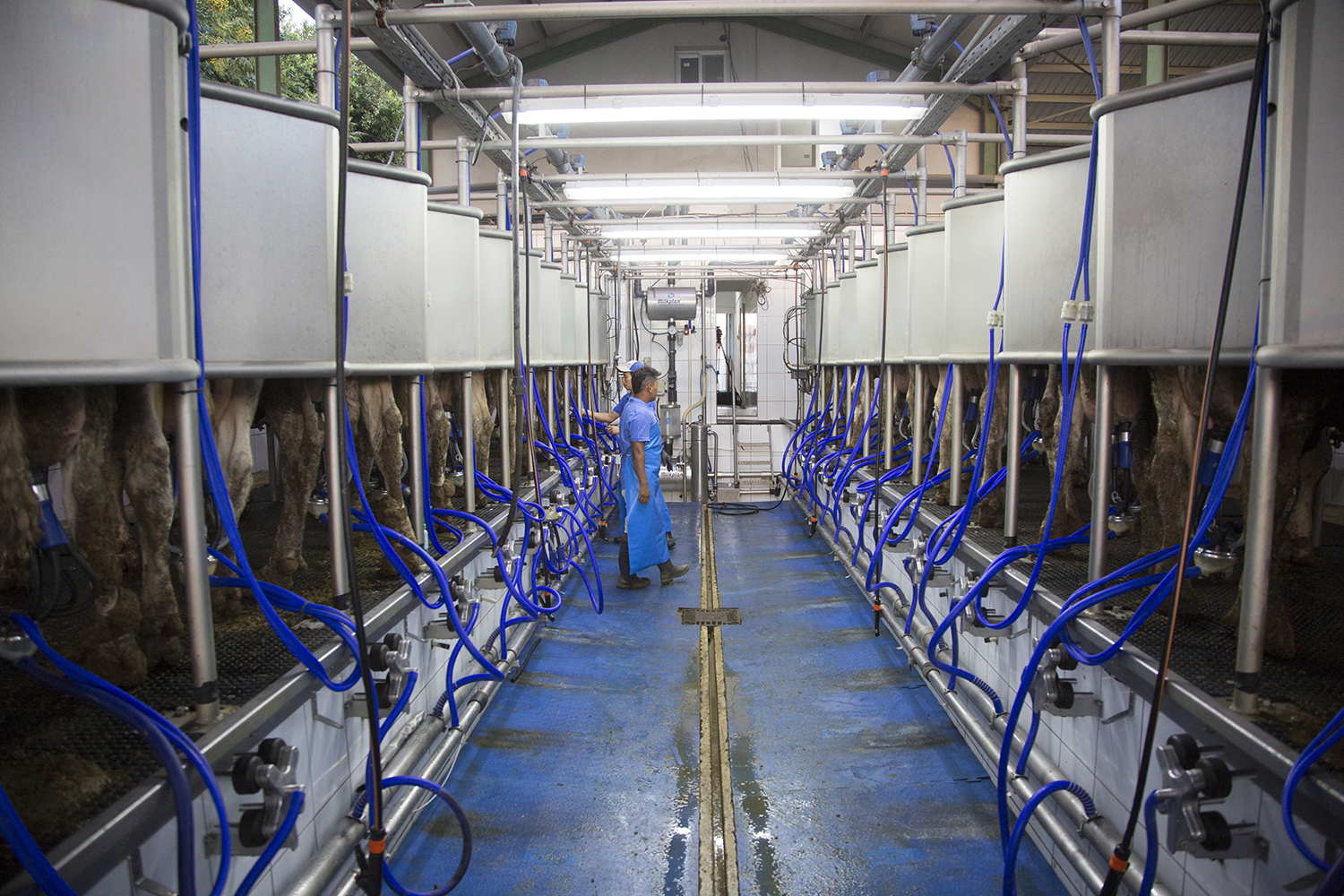 Αρμεκτήριο ψαροκόκκαλο MP Armektron Dynamic | Milkplan