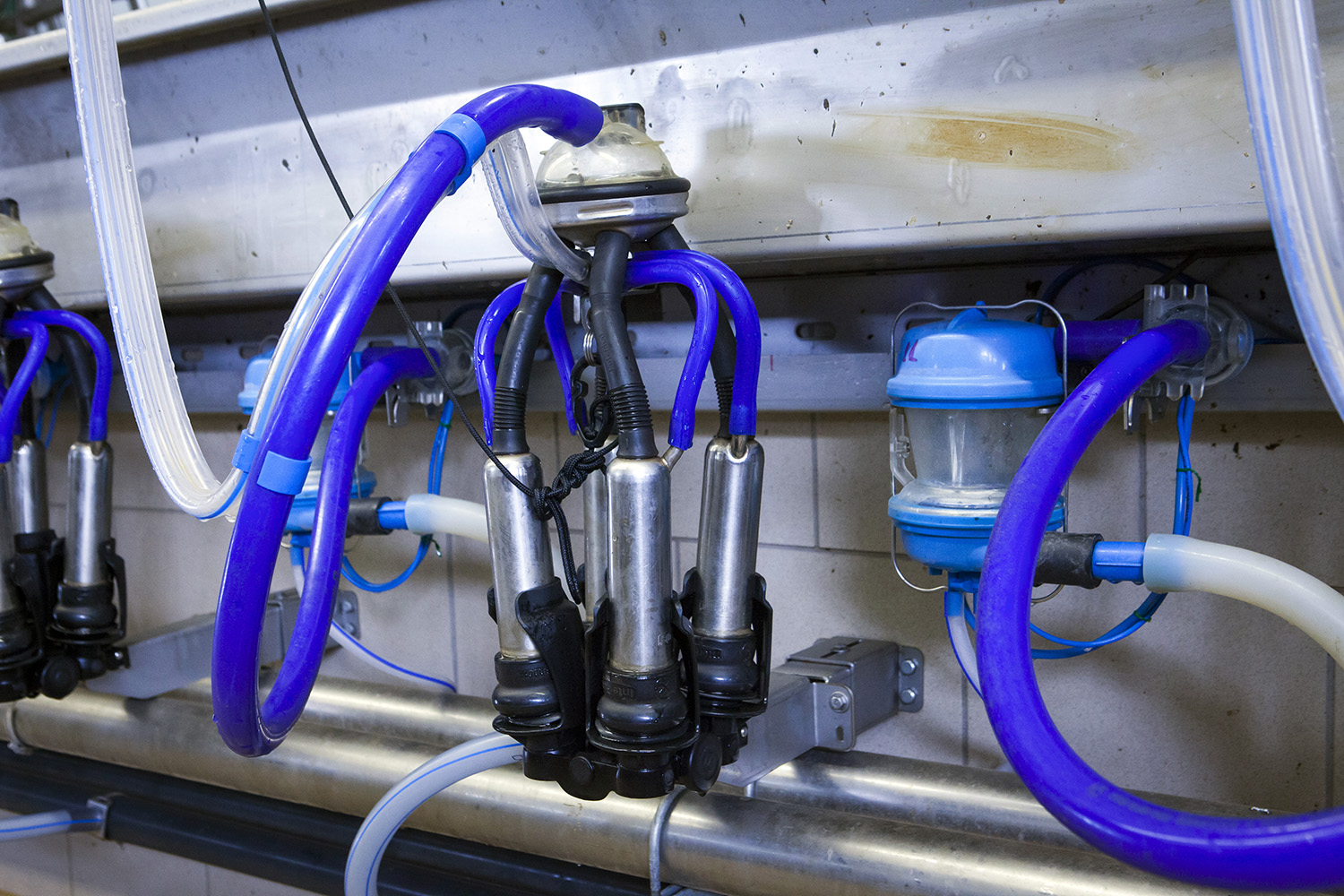 Parallel milking parlor - MP Armektron Superb | Milkplan